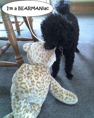 Dixie is a BEARMANiac - Bearman Cartoons